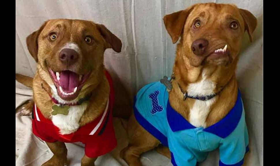 Conocé la historia de Picasso, el perro que se salvó de la eutanasia ...